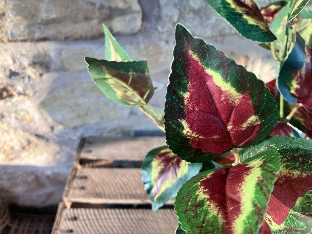 Coleus Orb Leaf Large Bunch With or Without Pot - Etsy