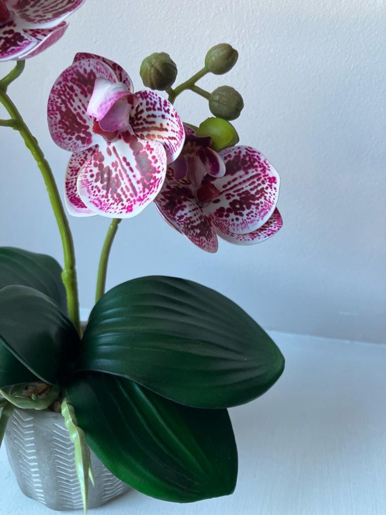 2 Stem Mini Phal Orchid Arrangement Pink Speckled - Etsy UK