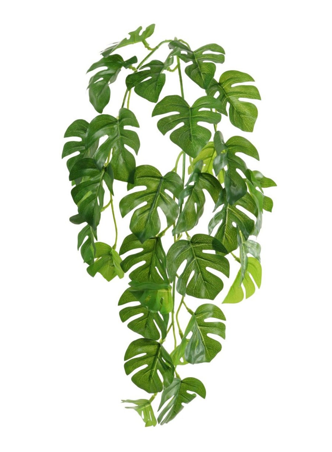 Mini Monstera Vine - 55cm - Etsy