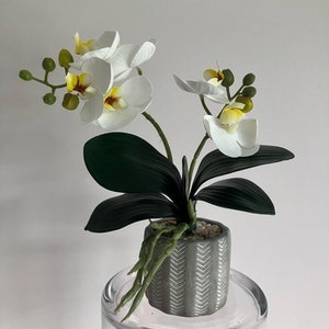 2 Stem Mini Phal Orchid Arrangement White - Etsy