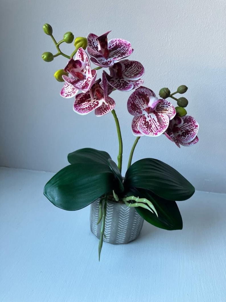 2 Stem Mini Phal Orchid Arrangement Pink Speckled - Etsy UK