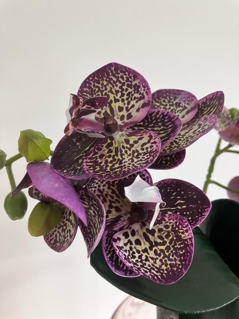 2 Stem Mini Phal Orchid Arrangement Purple Speckled - Etsy
