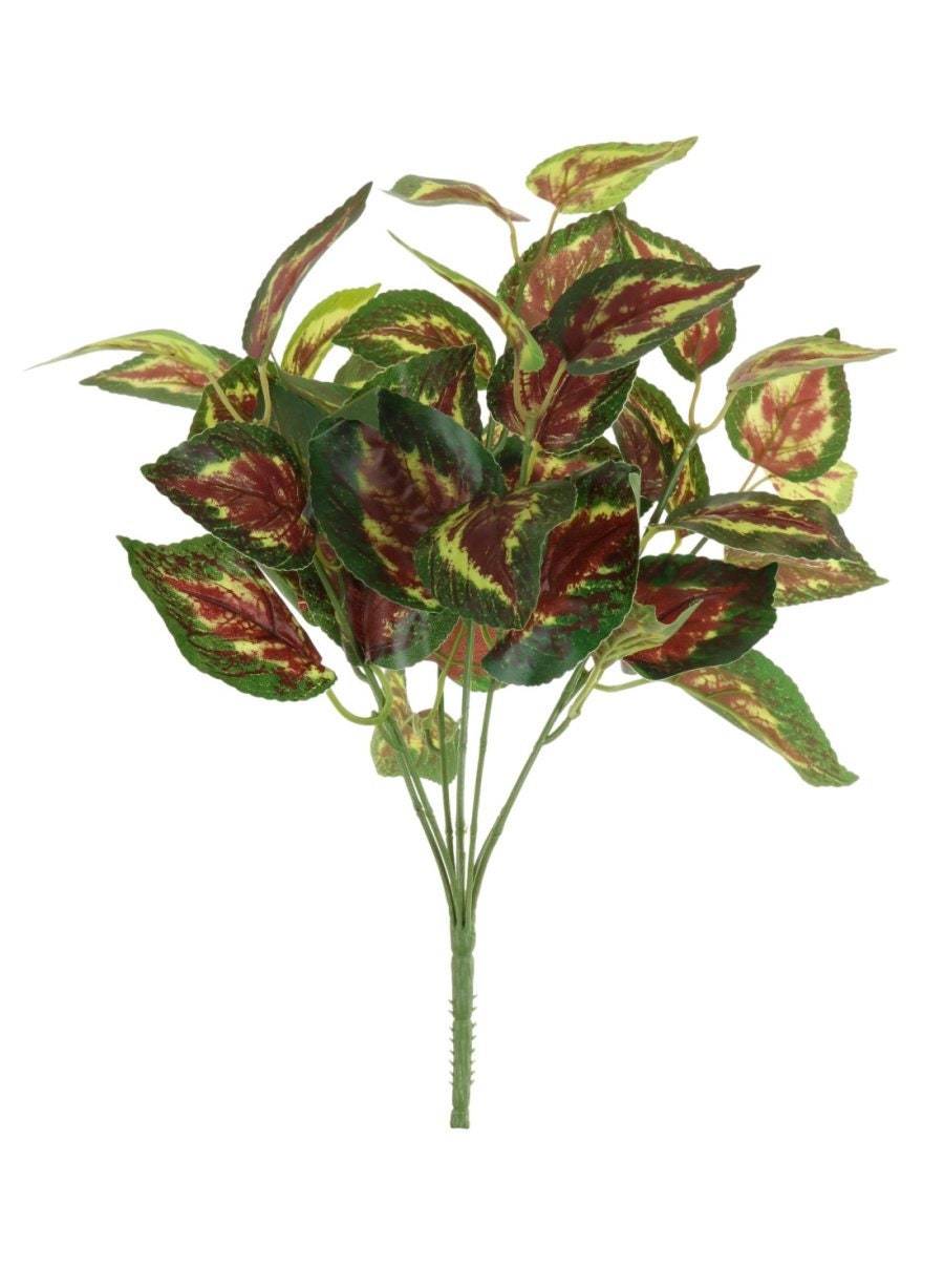 Coleus Orb Leaf Large Bunch With or Without Pot - Etsy