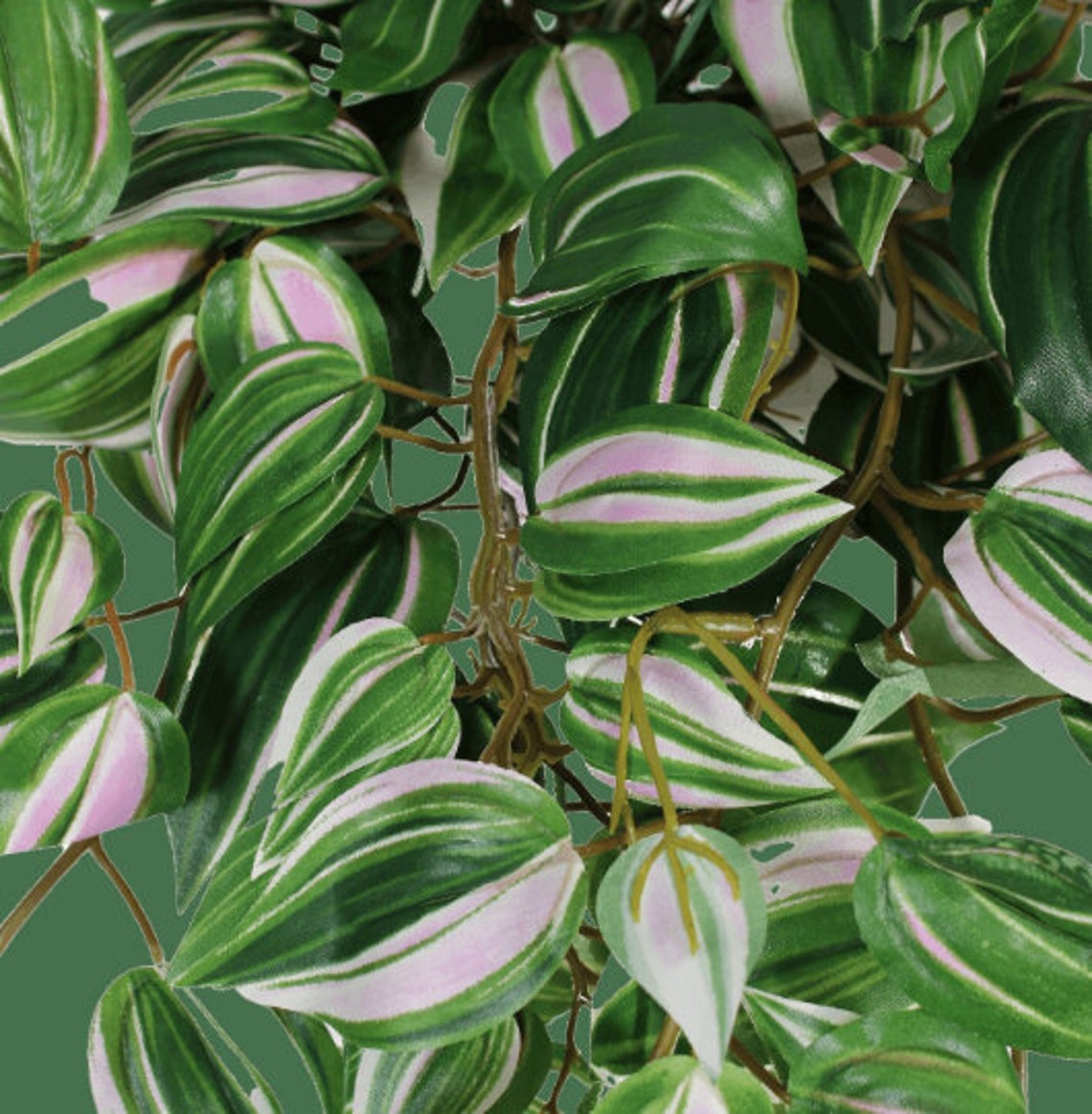Artificial Tradescantia Zebrina White & Green 50cm - Etsy