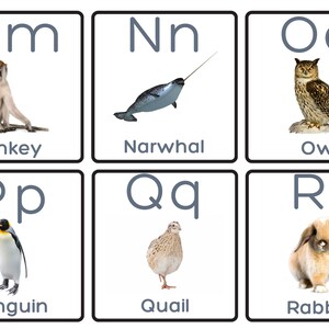 Alphabet Flash Cards Printable, Animal Flashcards, Real Animal Photos ...