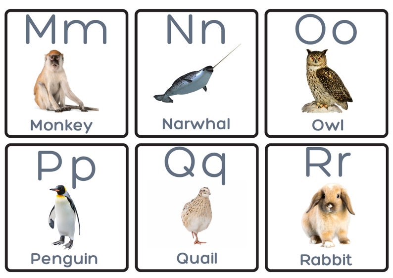 26 Printable Alphabet Animal Flashcards, Real Pictures ABC Picture ...