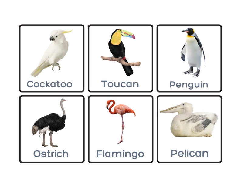 75 Realistic Animal Flashcards for Toddlers, Printable PDF, Perfect for ...