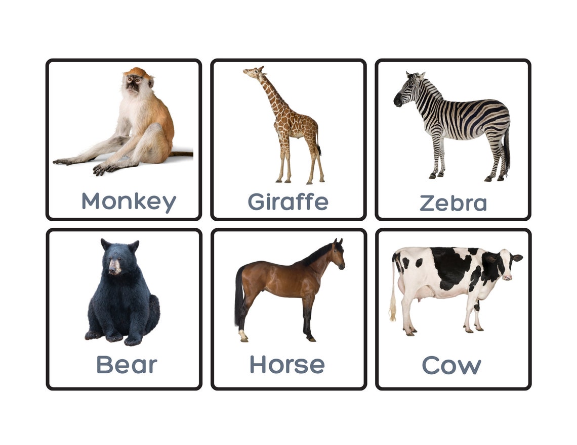 75 Realistic Animal Flashcards for Toddlers, Printable PDF, Perfect for ...