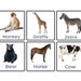 75 Realistic Animal Flashcards for Toddlers, Printable PDF, Perfect for ...