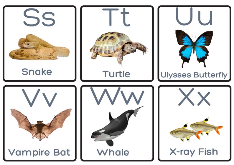 26 Printable Alphabet Animal Flashcards, Real Pictures ABC Picture ...