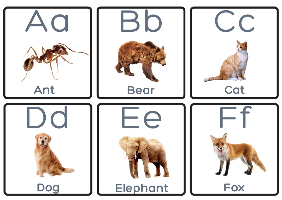 26 Printable Alphabet Animal Flashcards Real Pictures ABC - Etsy Canada