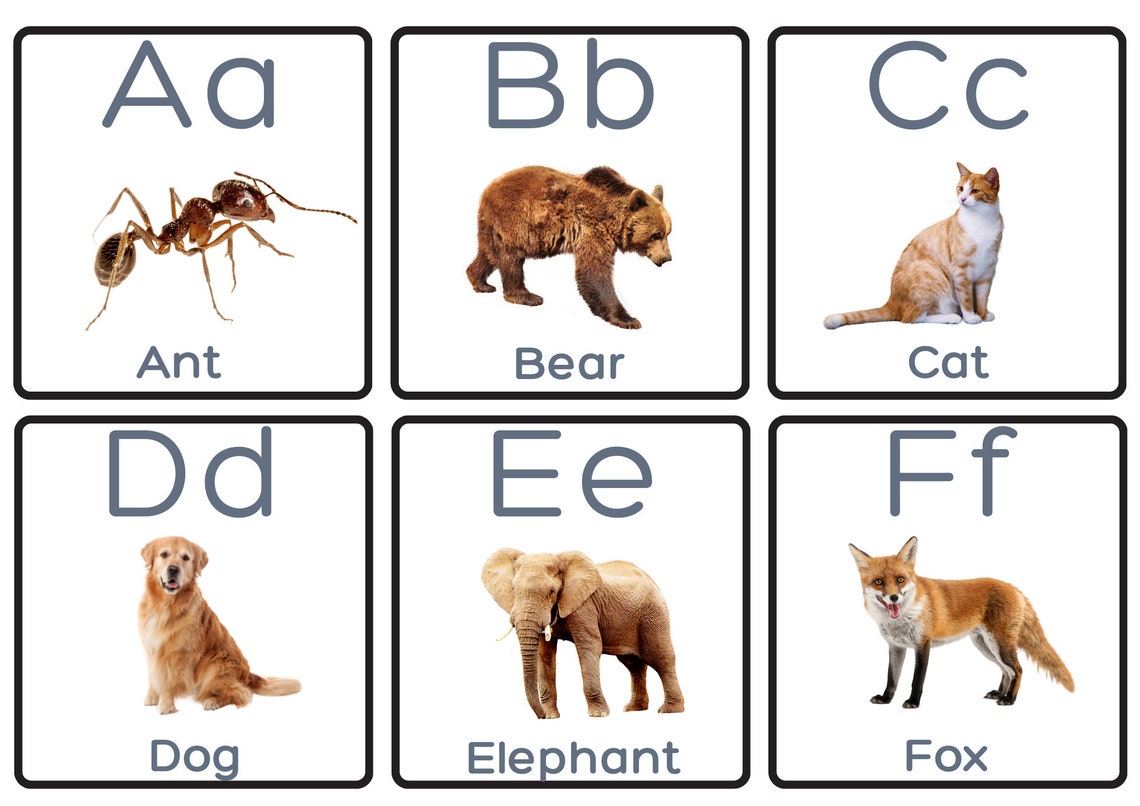 26 Printable Alphabet Animal Flashcards, Real Pictures ABC Picture ...