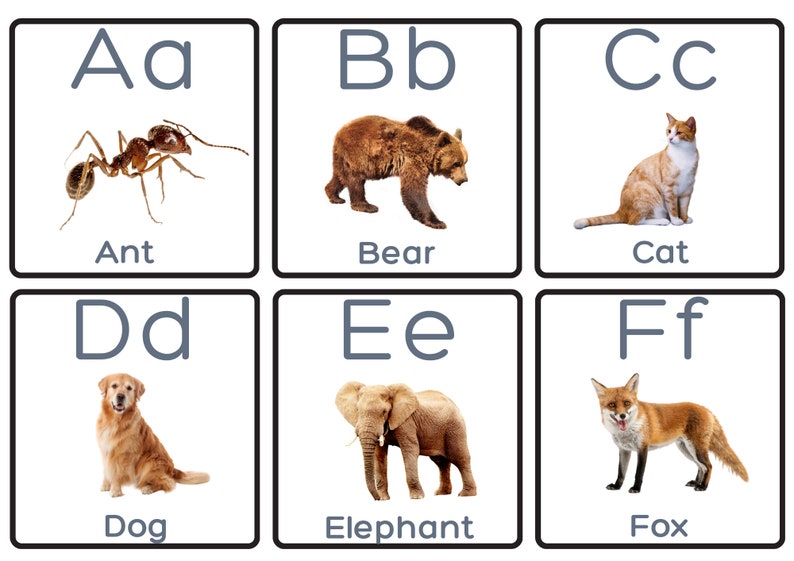 26 Printable Alphabet Animal Flashcards, Real Pictures ABC Picture ...