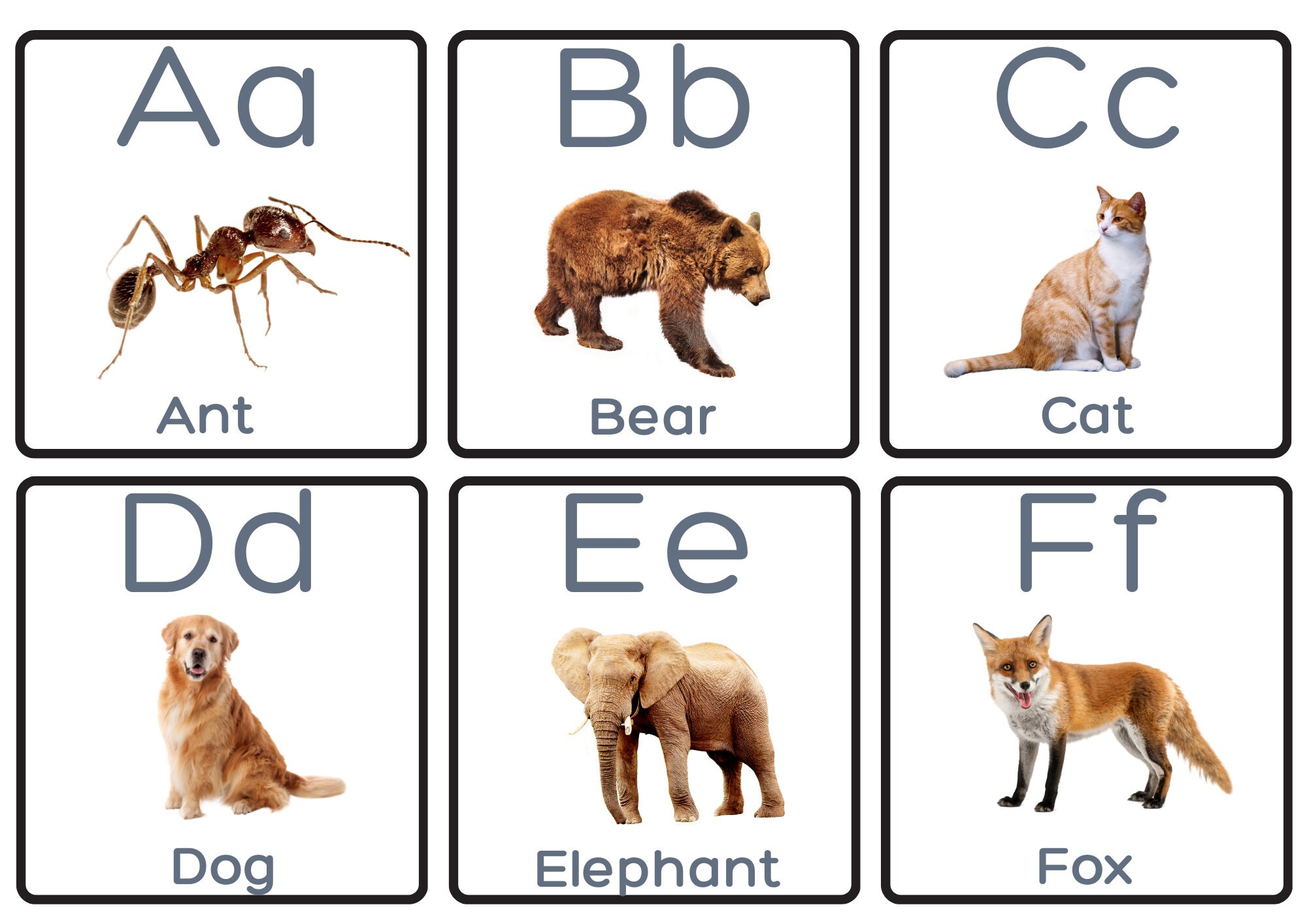 26 Printable Alphabet Animal Flashcards, Real Pictures ABC Picture ...