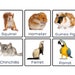 75 Realistic Animal Flashcards for Toddlers, Printable PDF, Perfect for ...