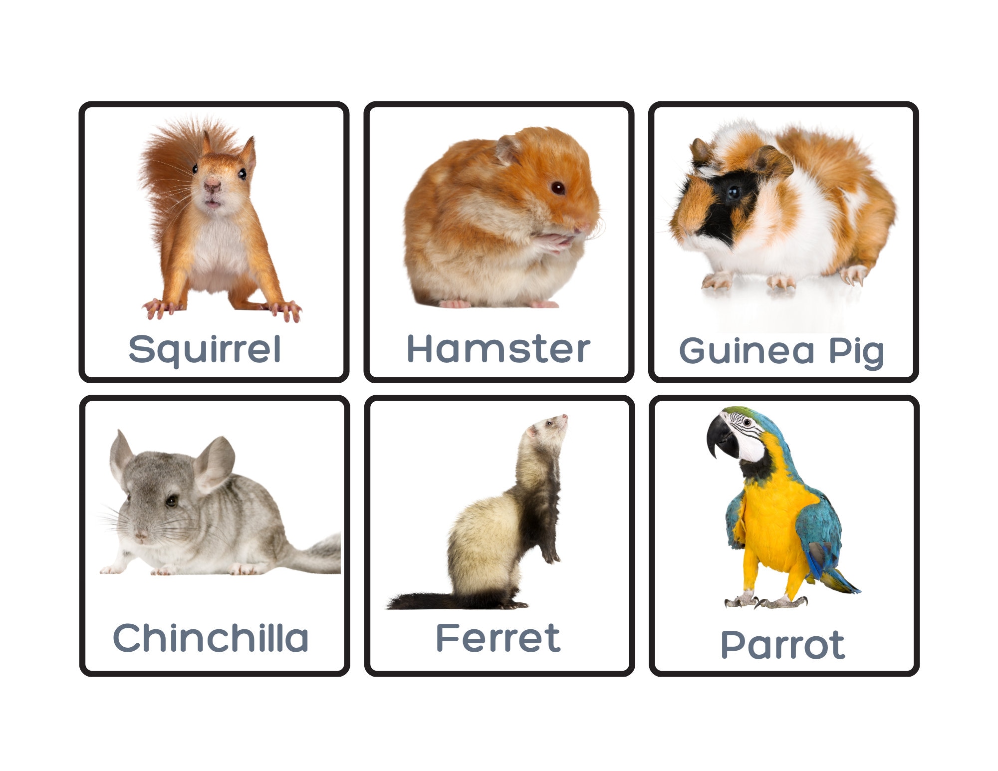 75 Realistic Animal Flashcards for Toddlers, Printable PDF, Perfect for ...