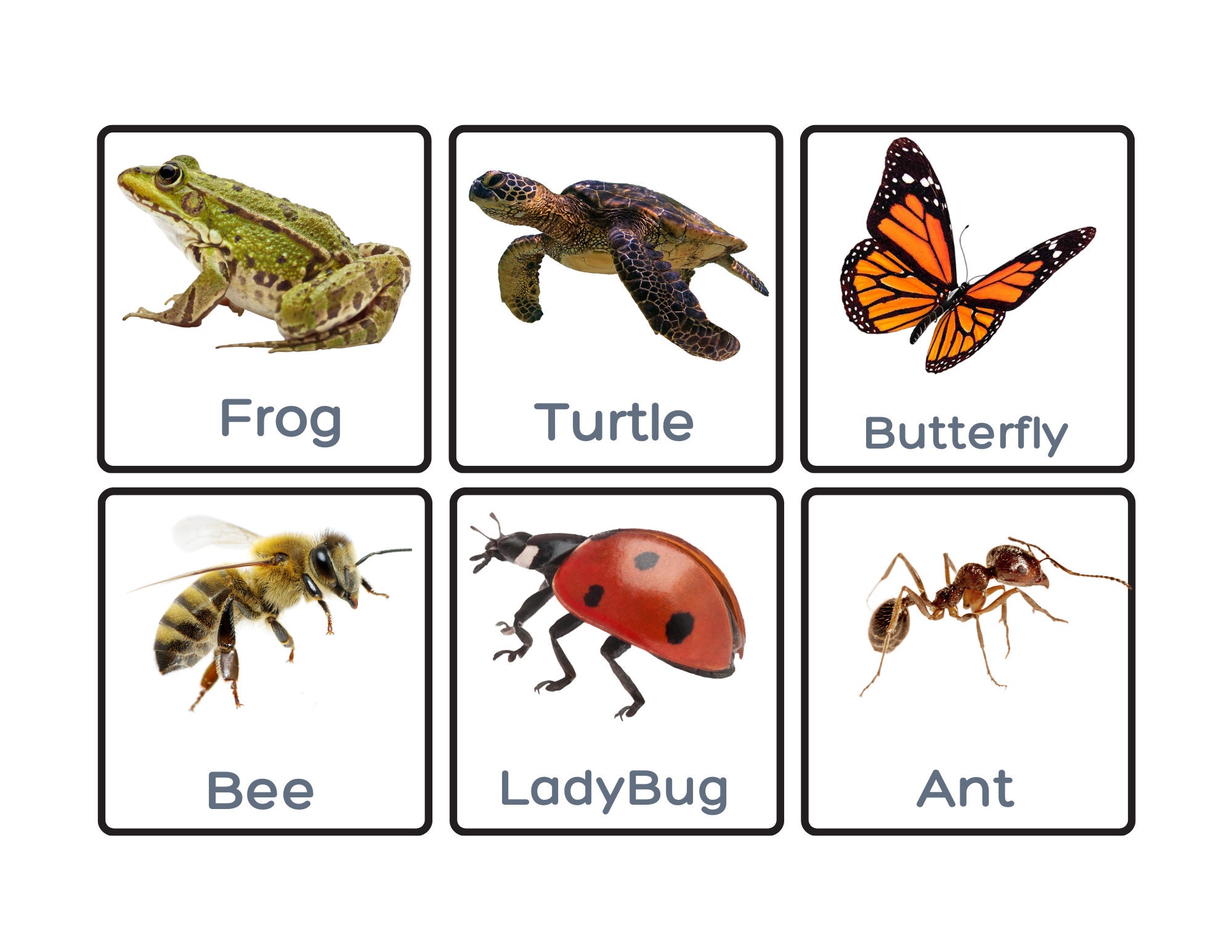 75 Realistic Animal Flashcards for Toddlers, Printable PDF, Perfect for ...