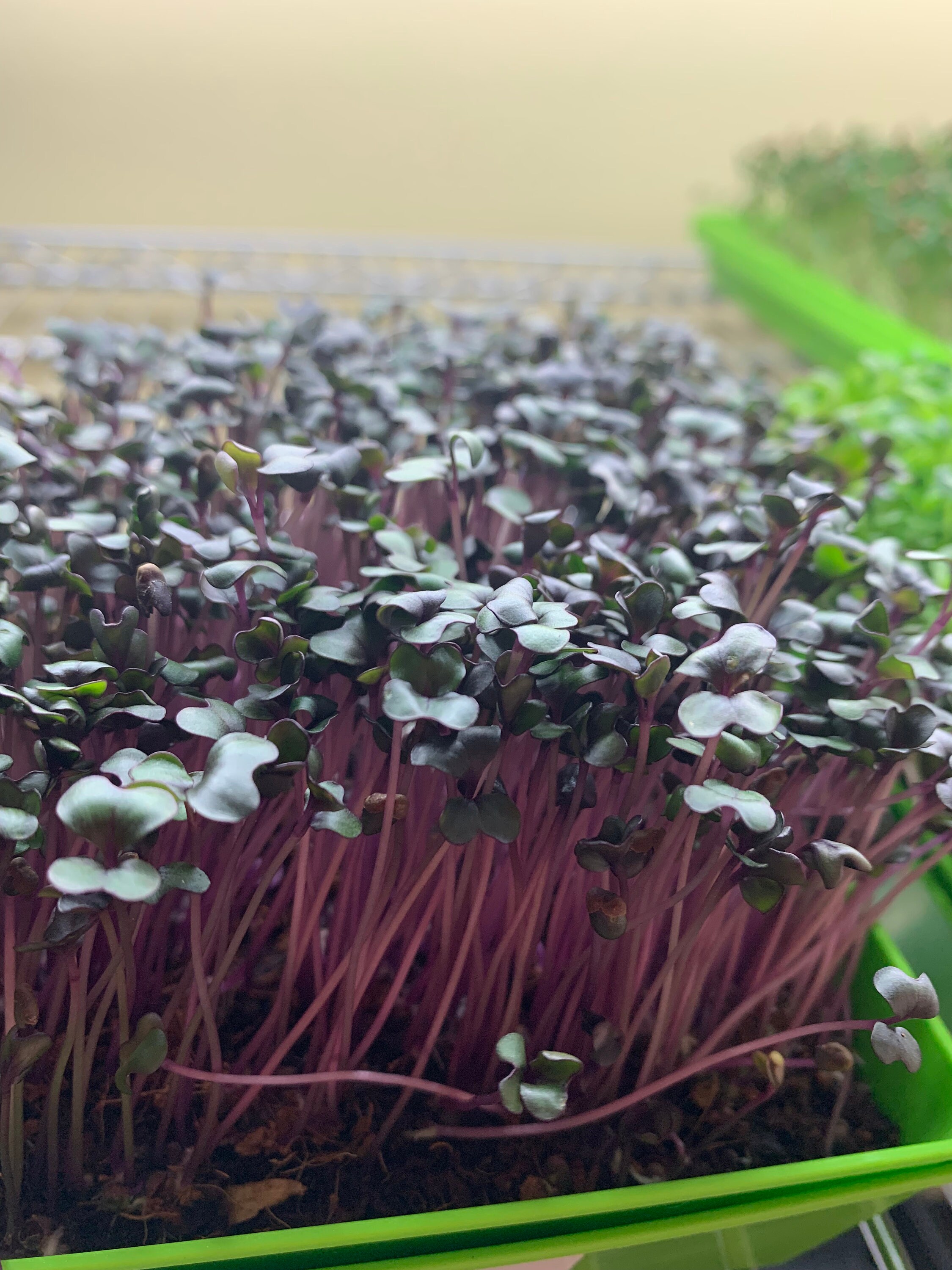 Microgreen Starter Kit - Etsy