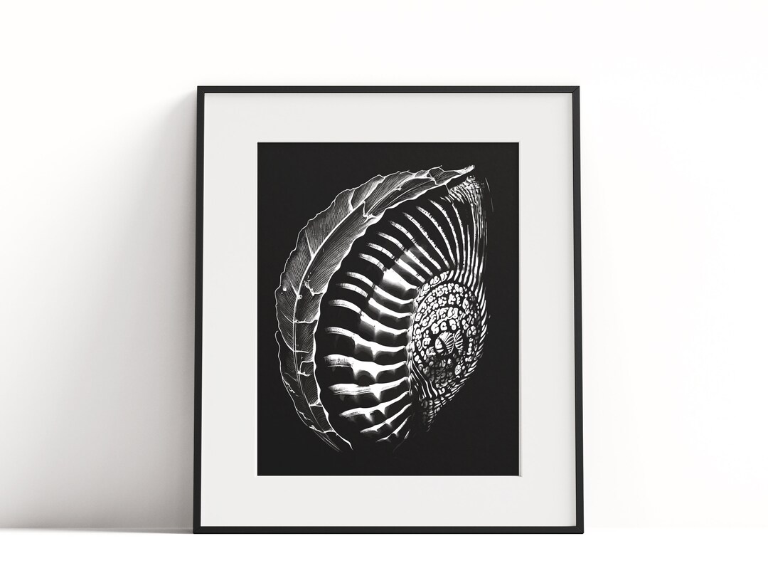 Shell in Shade Black and White Digital Art - Etsy