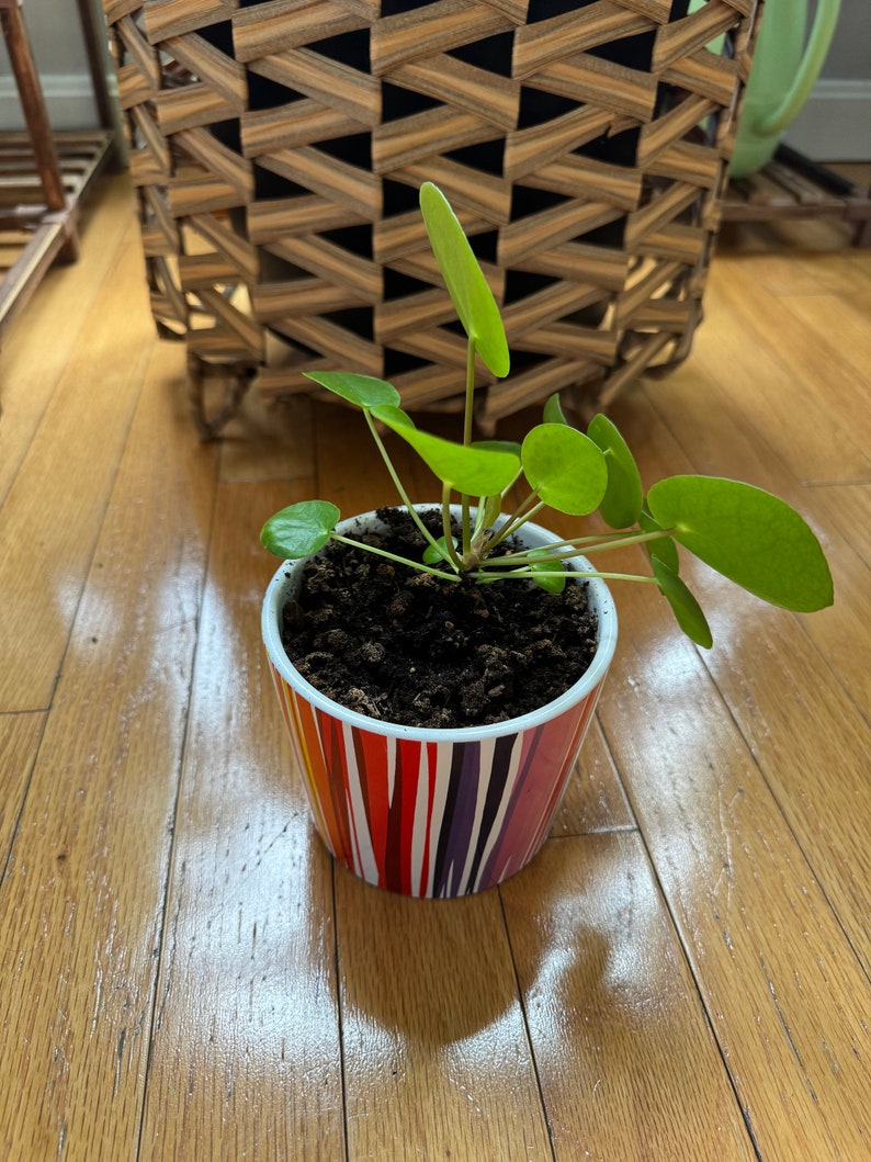 Chinese Money Coin Plant - Etsy