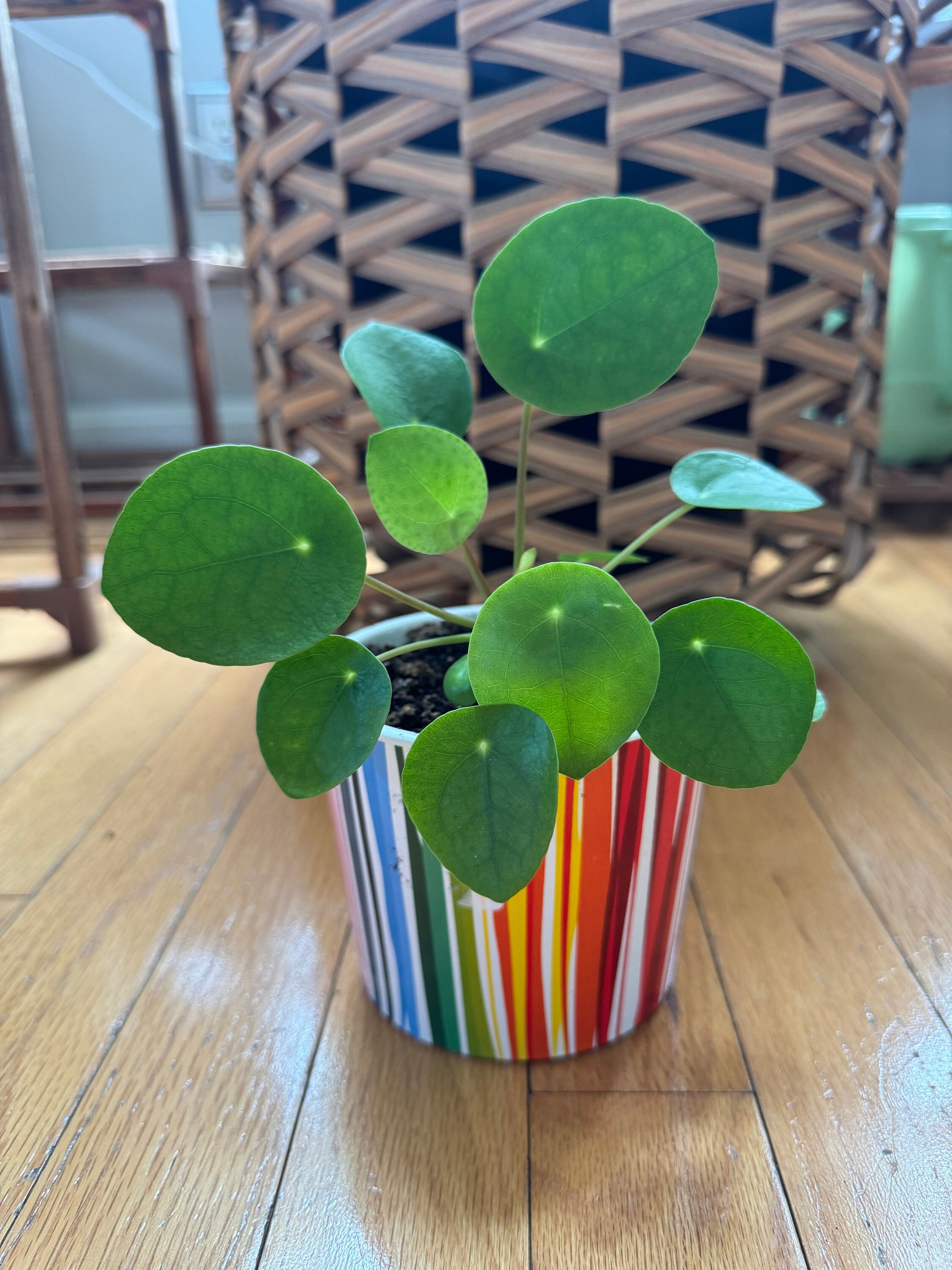 Chinese Money Coin Plant - Etsy