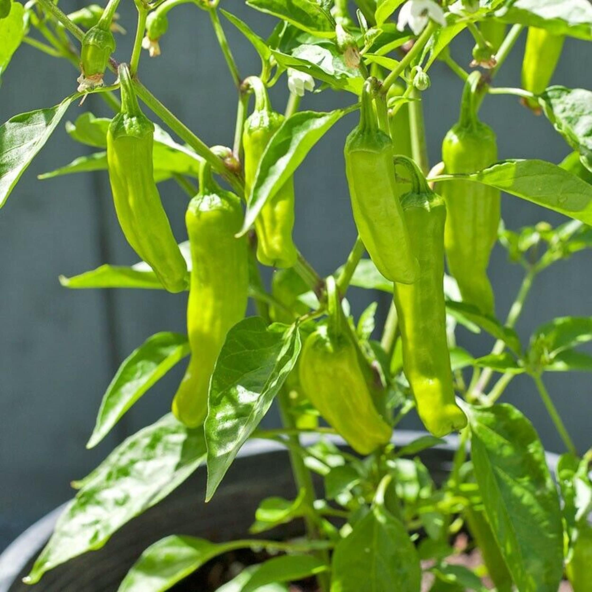 Pepperoncini Pepper Plant