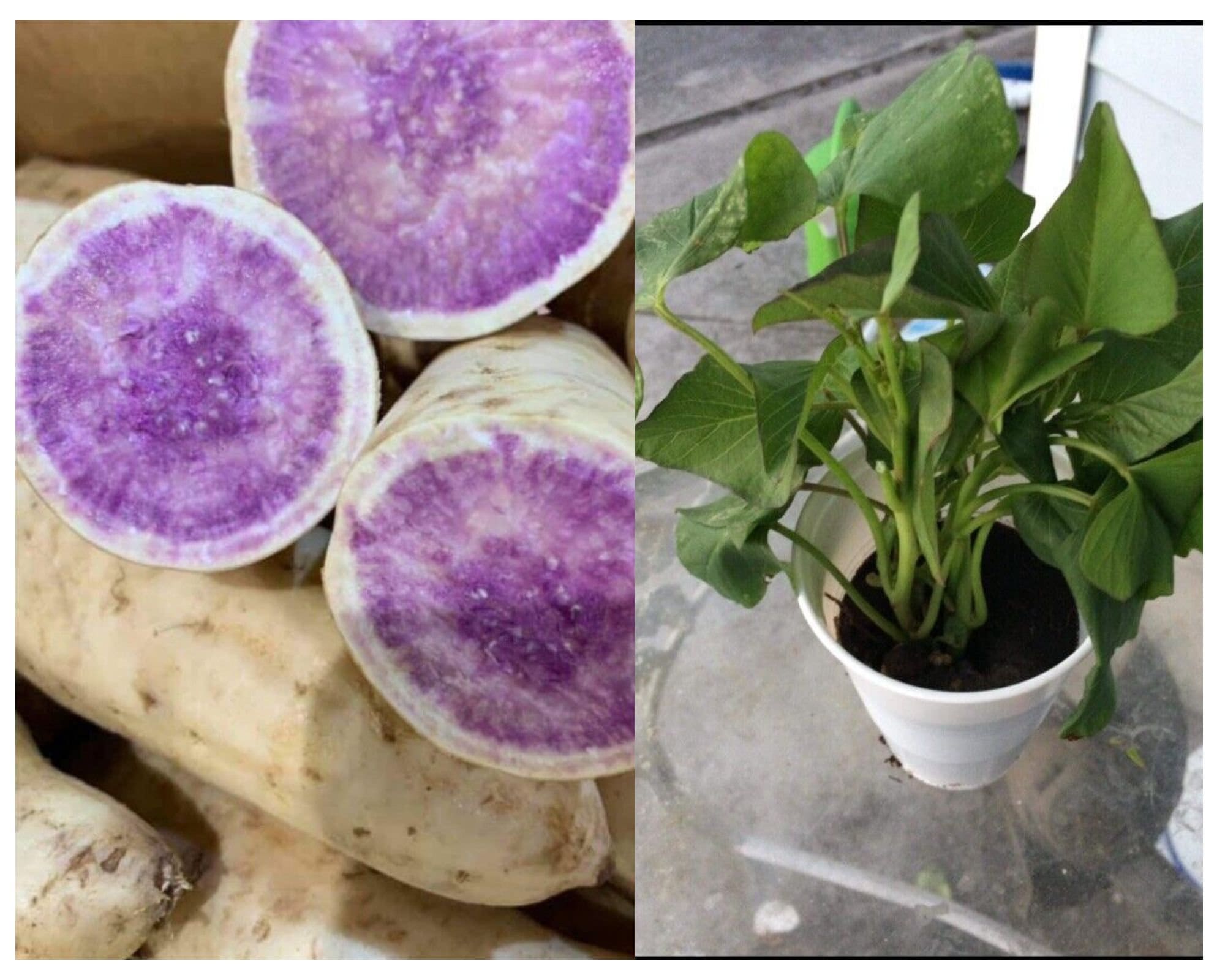 Purple Sweet Potato Plant