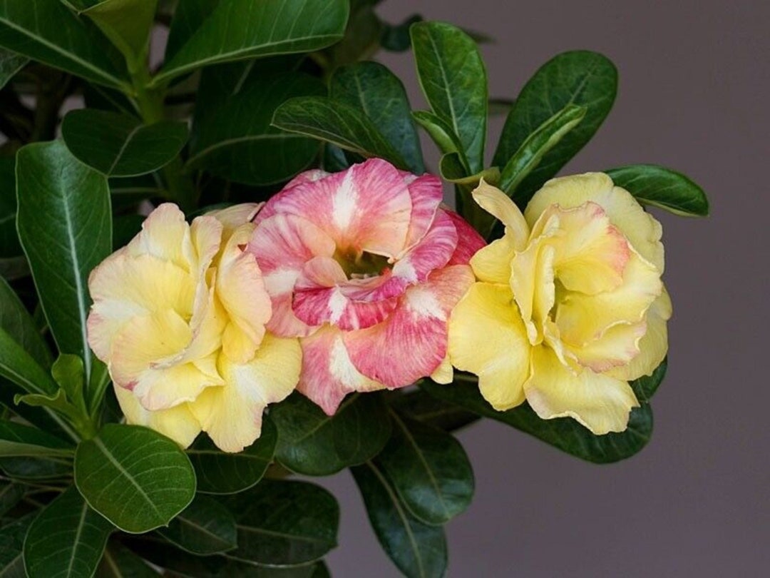 Adenium Obesum Grafted Plant Really Yellow Desert Etsy