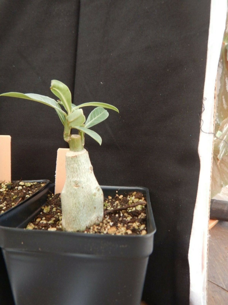 Adenium Obesum Grafted Plant Really Yellow Desert Etsy