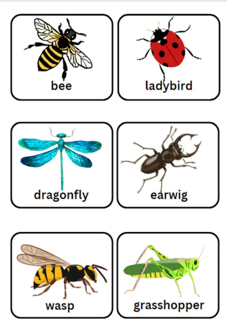 12 Insect Flashcards - Digital Download - EYFS Display and Flashcards ...