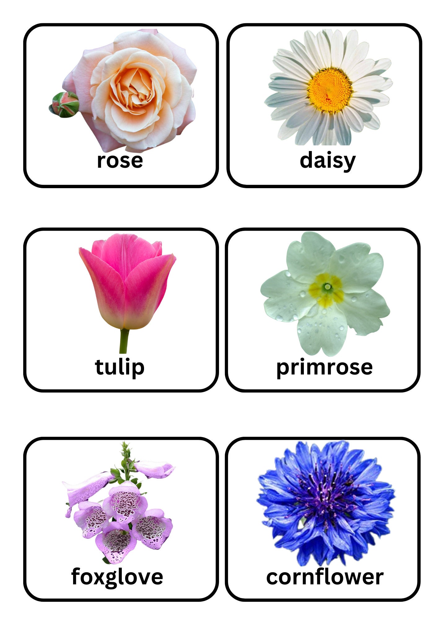 12 British Flowers Flashcards - Digital Download- EYFS Display ...