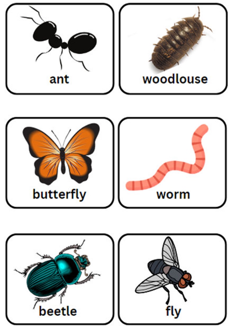 12 Insect Flashcards - Digital Download - EYFS Display and Flashcards ...