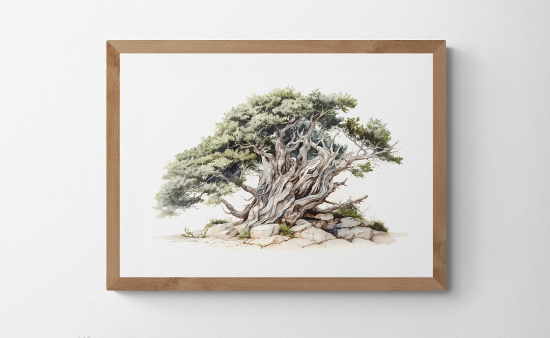 Watercolour Painting of a Juniper Tree, Printable Digital Art, Trees ...