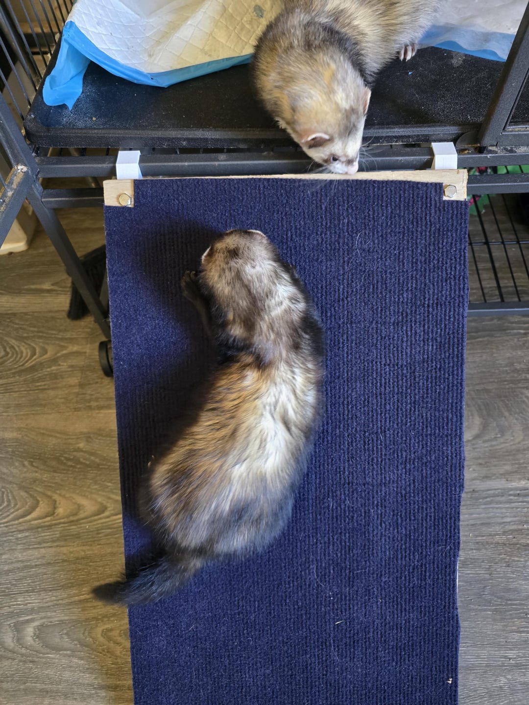 Ferret Nation - Ramp Hooks - Etsy