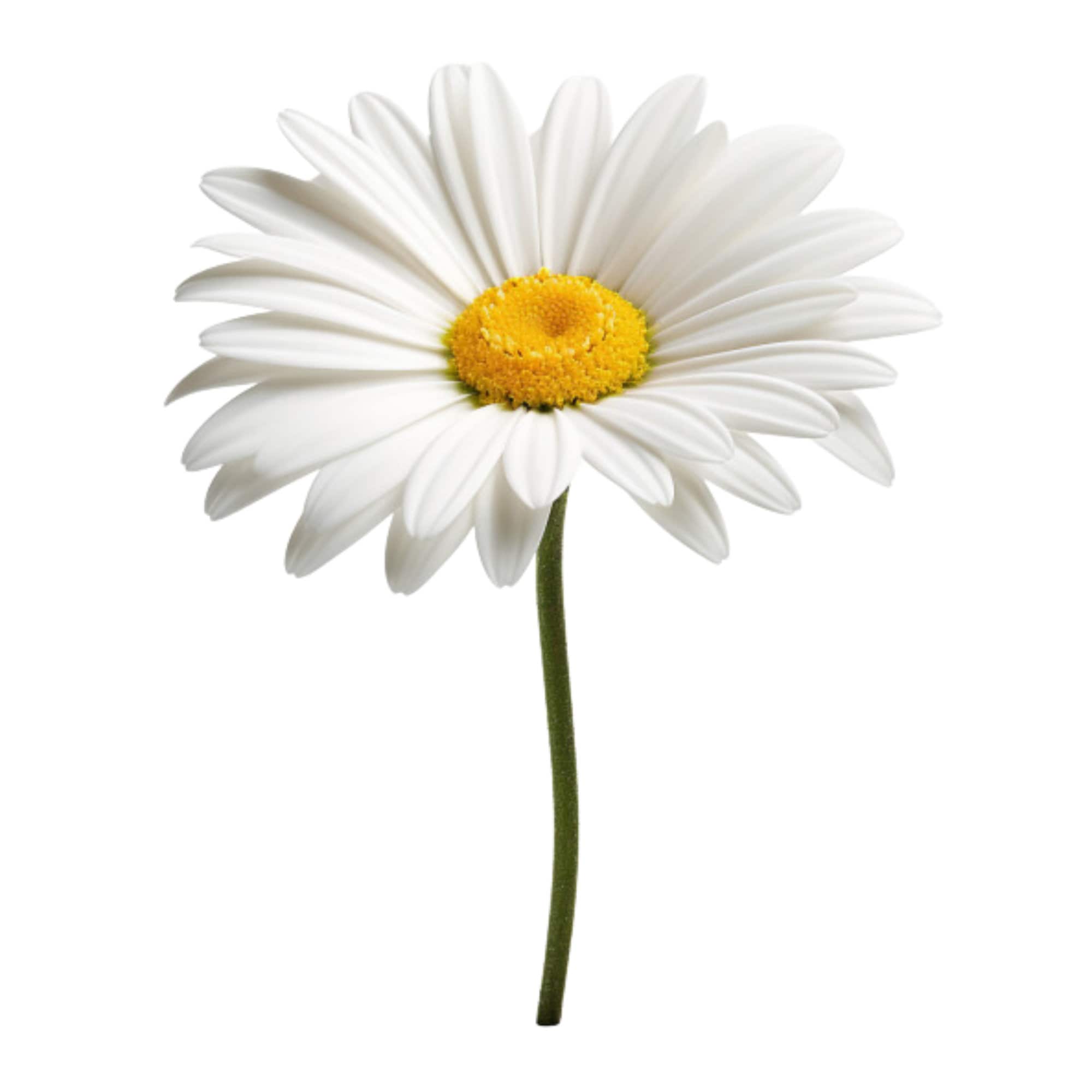 Daisy Flower Clipart, Digital, Spring Flowers, Wildflower, PNG ...