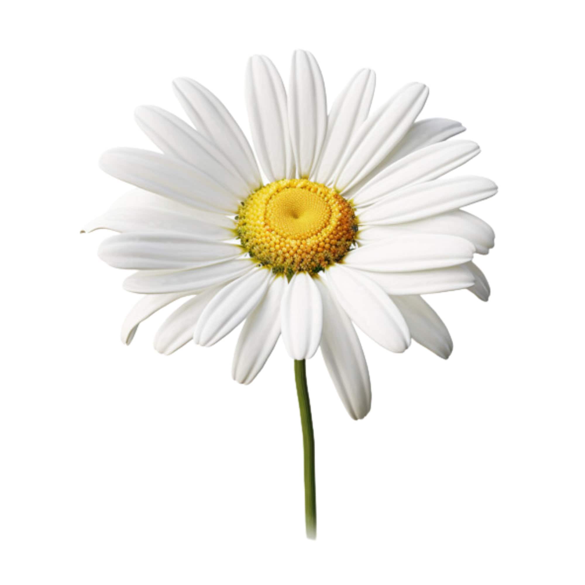 Daisy Flower Clipart, Digital, Spring Flowers, Wildflower, PNG ...