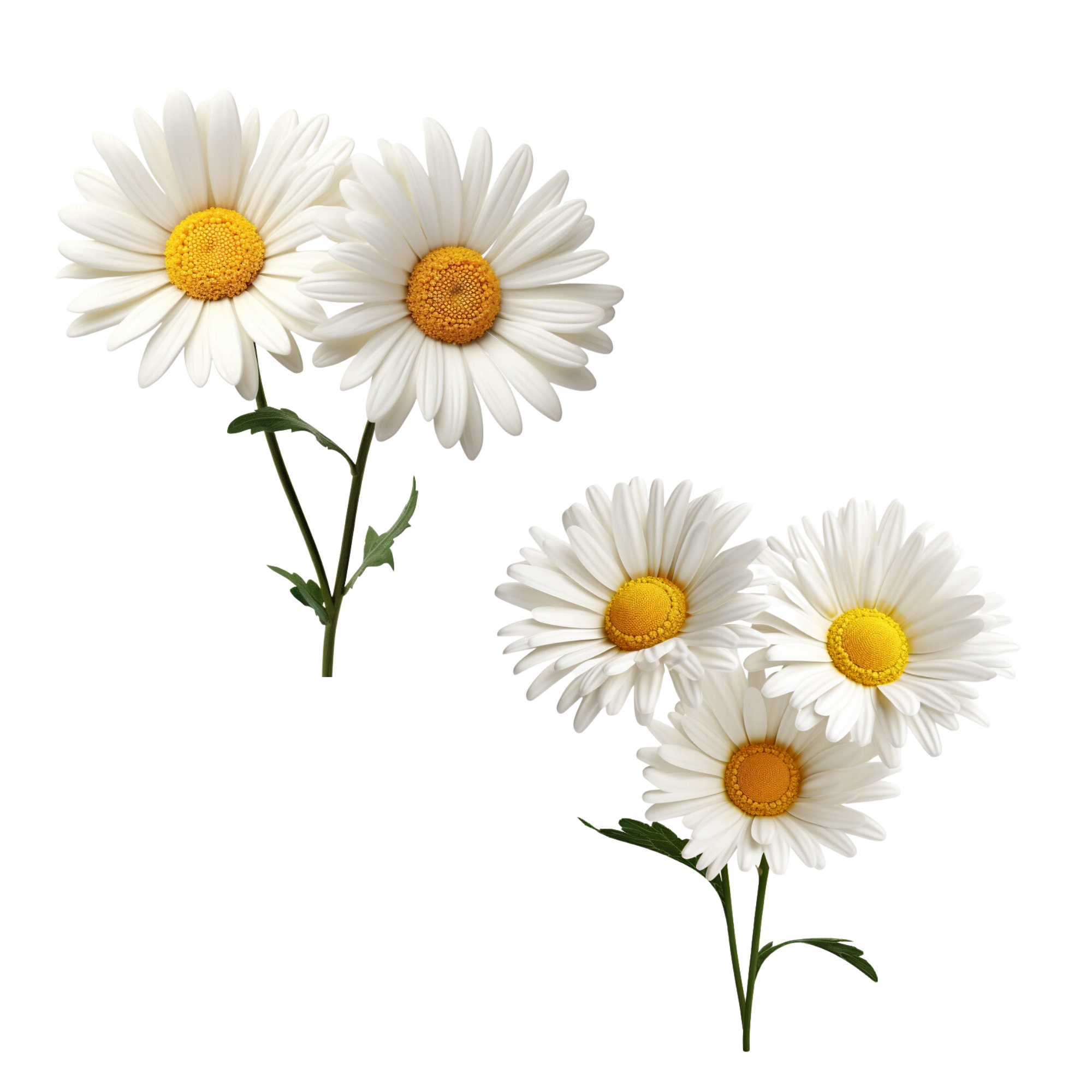 Daisy Flower Clipart, Digital, Spring Flowers, Wildflower, PNG ...