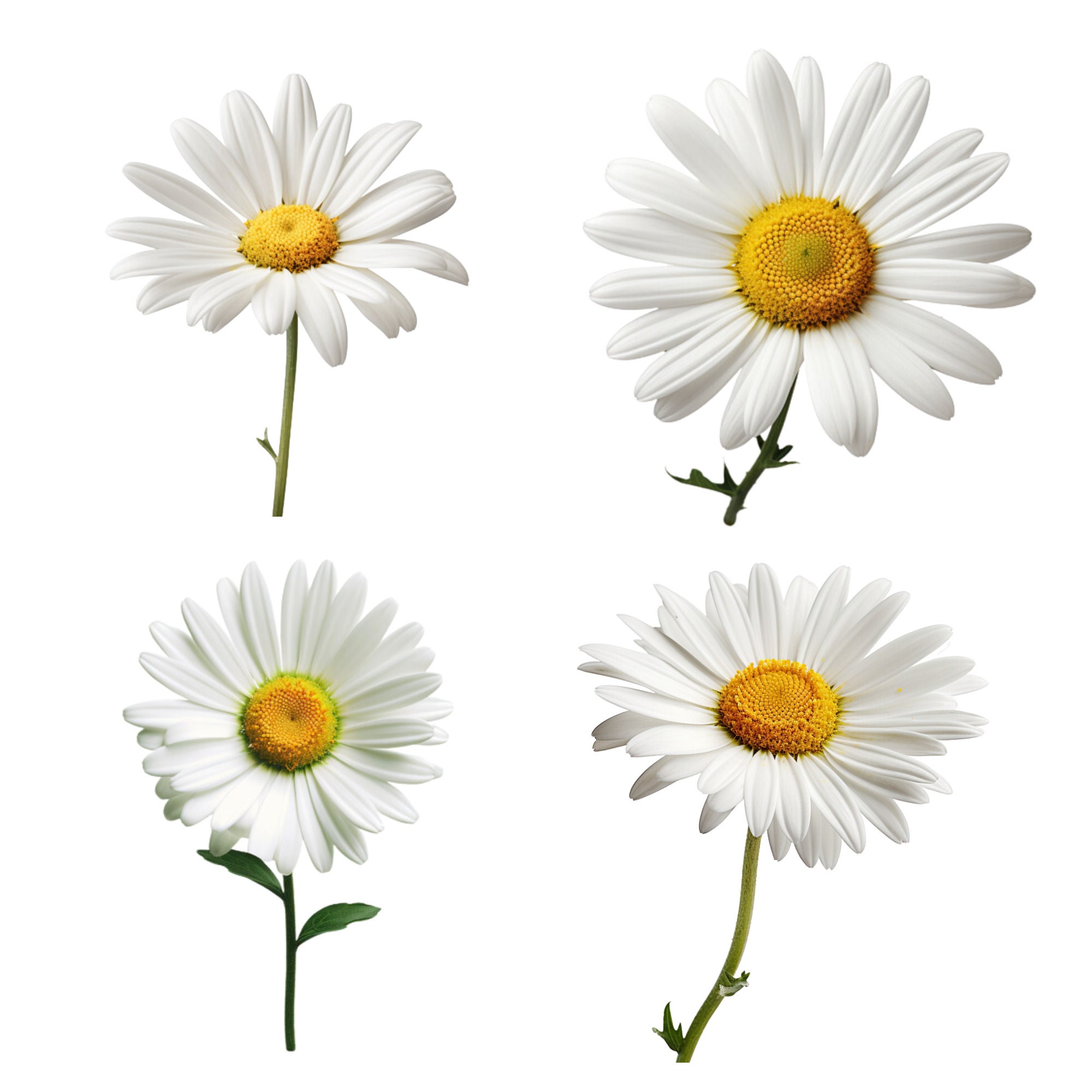 Daisy Flower Clipart, Digital, Spring Flowers, Wildflower, PNG ...