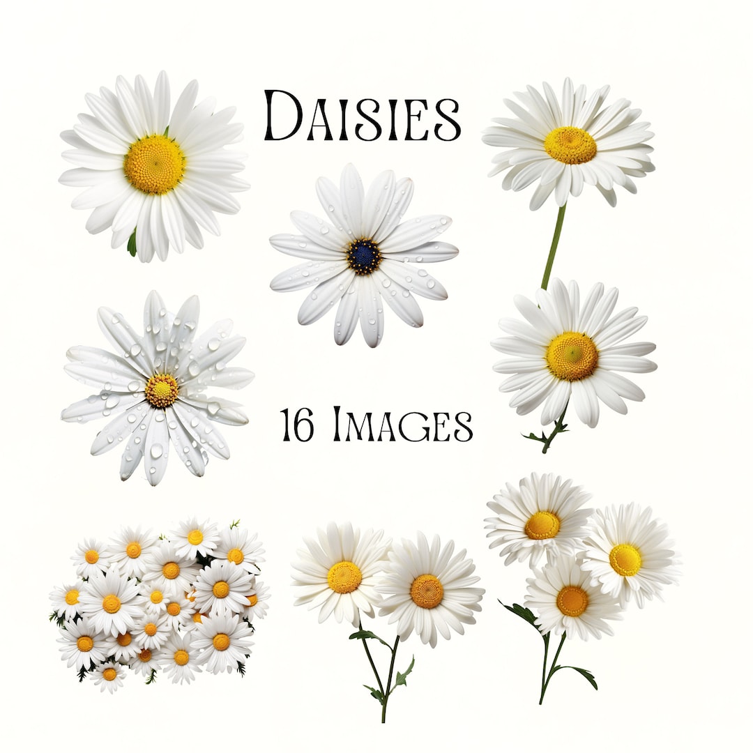Daisy Flower Clipart, Digital, Spring Flowers, Wildflower, PNG ...