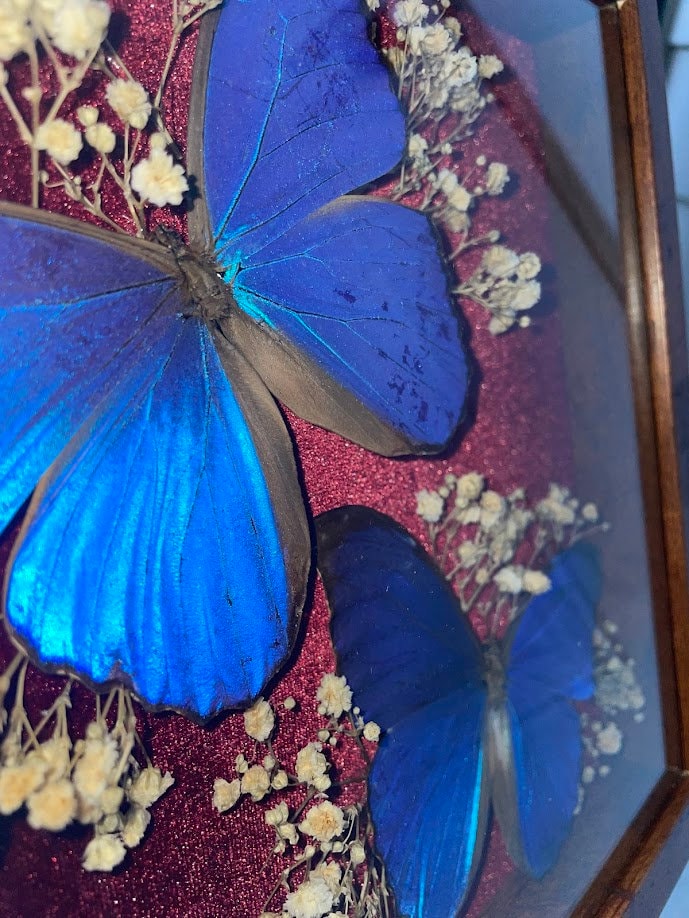 Two Stunning Blue Morpho Butterflies Surrounded by Baby''s Breath - Etsy
