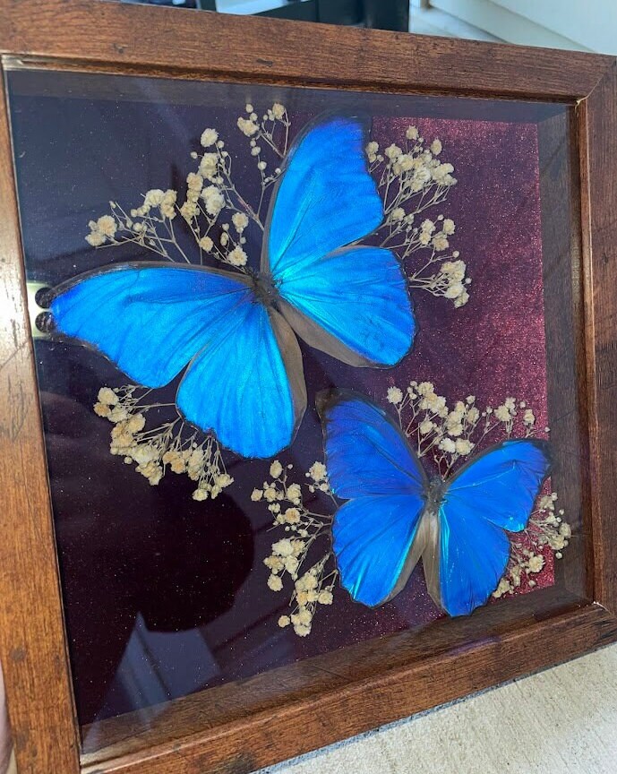 Two Stunning Blue Morpho Butterflies Surrounded by Baby''s Breath - Etsy