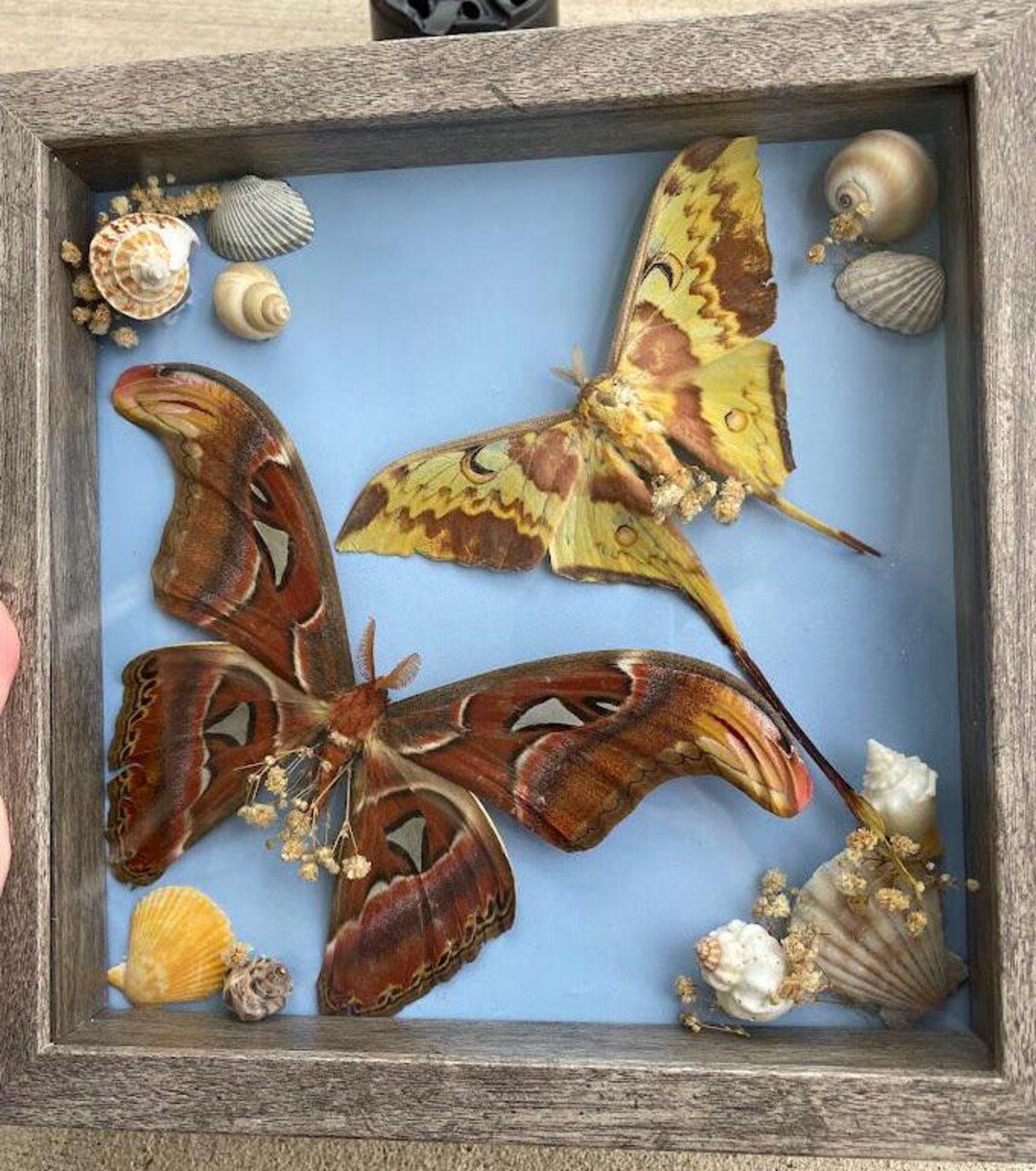 Atlas Moth and Malaysian Moon Moth Surrounded by Baby's Breath and ...