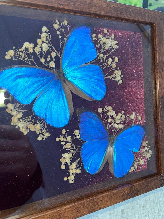 Two Stunning Blue Morpho Butterflies Surrounded by Baby''s Breath - Etsy