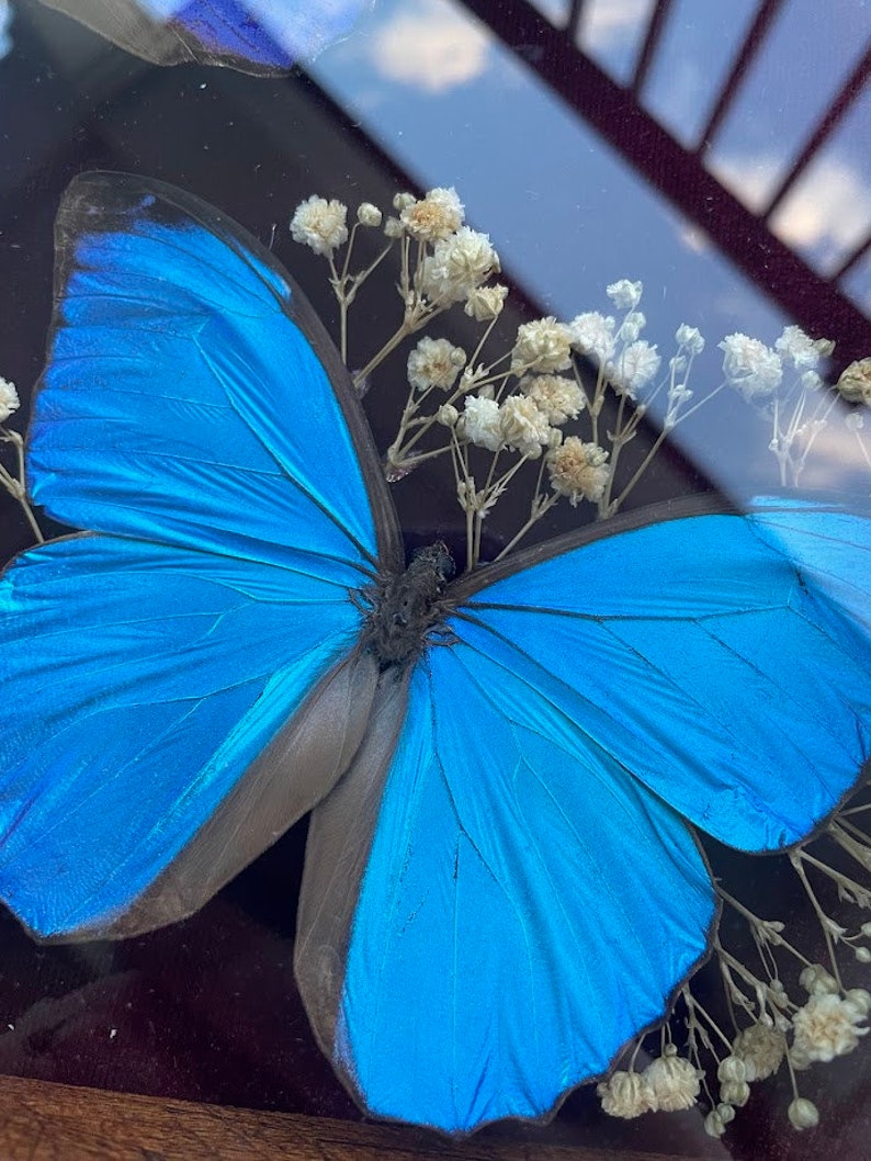 Two Stunning Blue Morpho Butterflies Surrounded by Baby''s Breath - Etsy