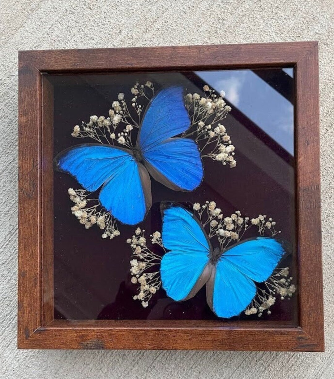 Two Stunning Blue Morpho Butterflies Surrounded by Baby''s Breath - Etsy