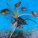 Nymphaea "pygmaea Rubra" Water Lily Pond Plant - Etsy UK