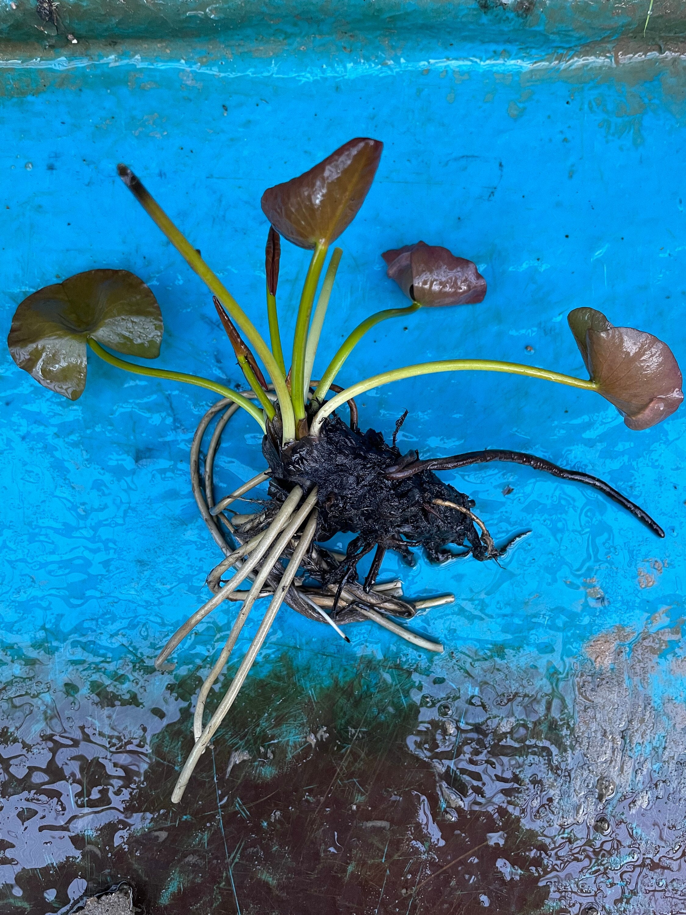 Nymphaea "candida" Dwarf Water Lily Pond Plant - Etsy UK