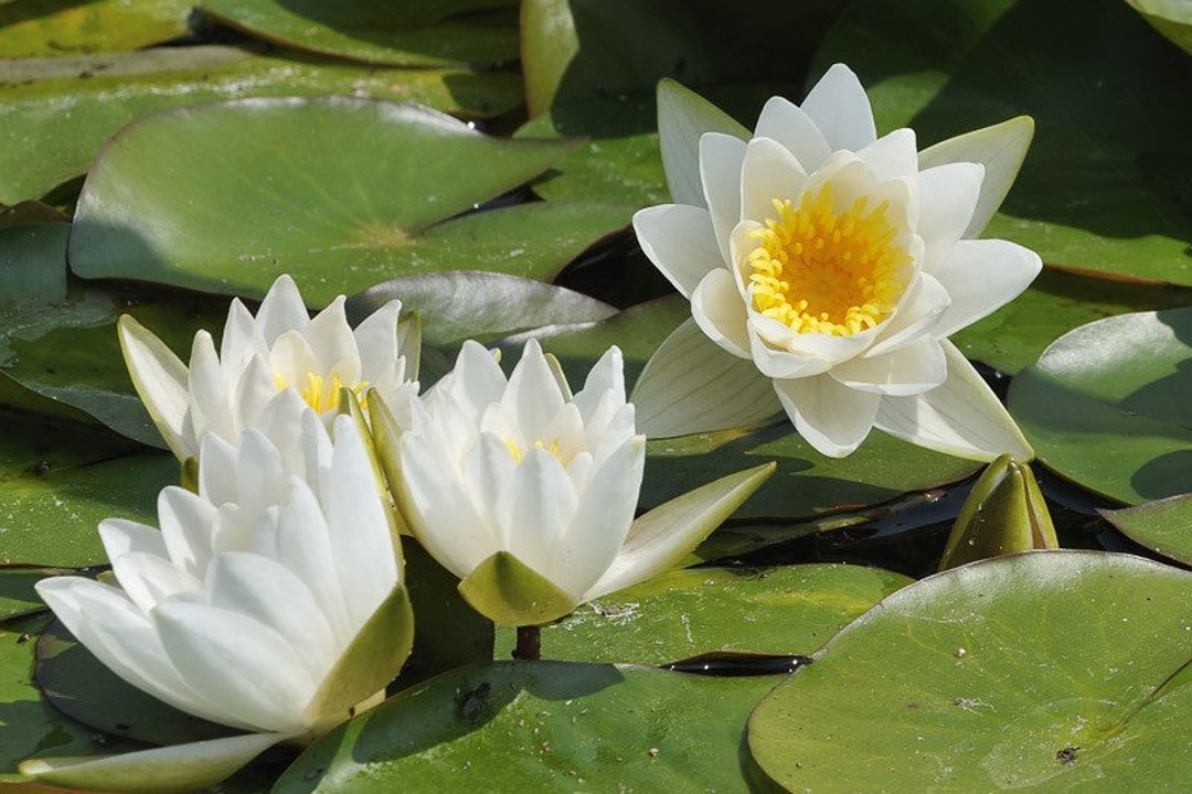 Nymphaea "candida" Dwarf Water Lily Pond Plant - Etsy UK