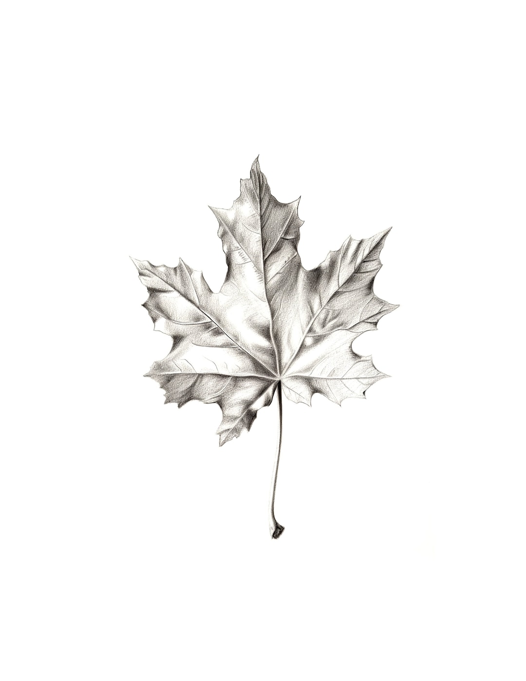 Maple Leaf Sketch Digital Download 8x10 Printable Wall Art Etsy maple-leaf-sketch-digital-download-8x10-printable-wall-art-etsy