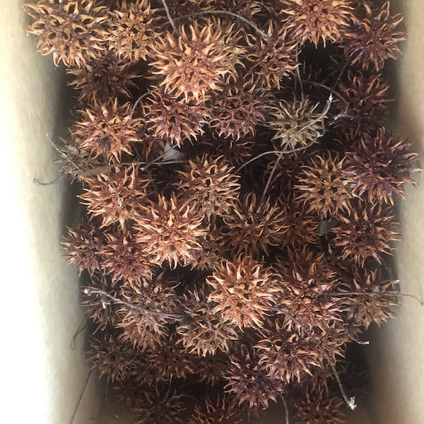 Sweet Gum Balls - Etsy